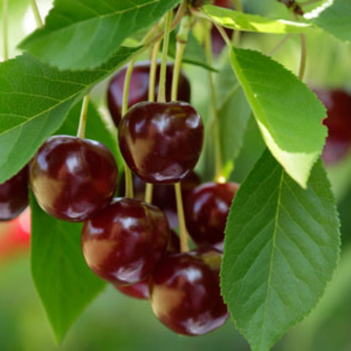 PRE ORDER - CHERRY SIR DON - Bare Rooted – Stonemans Garden Centre