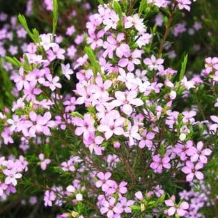 DWARF PINK DIOSMA – Stonemans Garden Centre