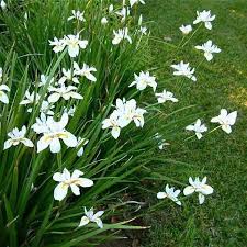 DIETES GRANDIFLORA - Stonemans Garden Centre