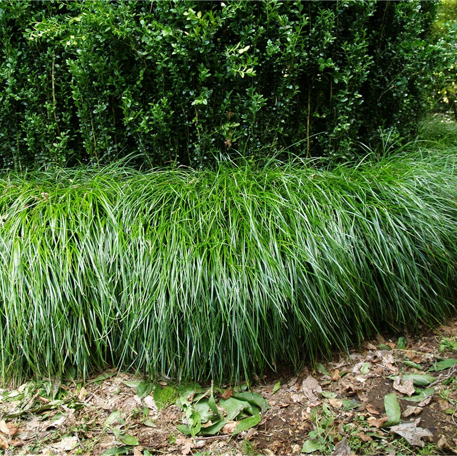 LIRIOPE EMERALD CASCADE - Stonemans Garden Centre