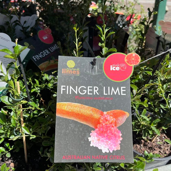 FINGER LIME PINK ICE - Stonemans Garden Centre